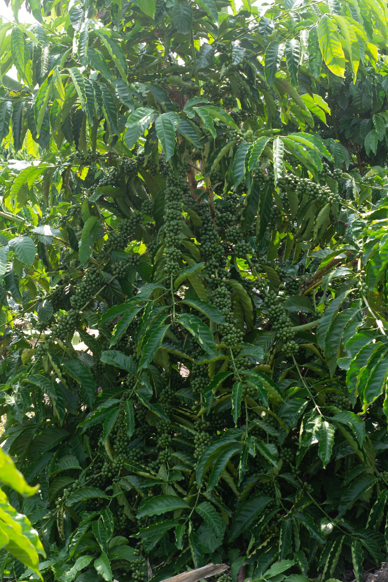 coffee-farming | NalubaleHoldings