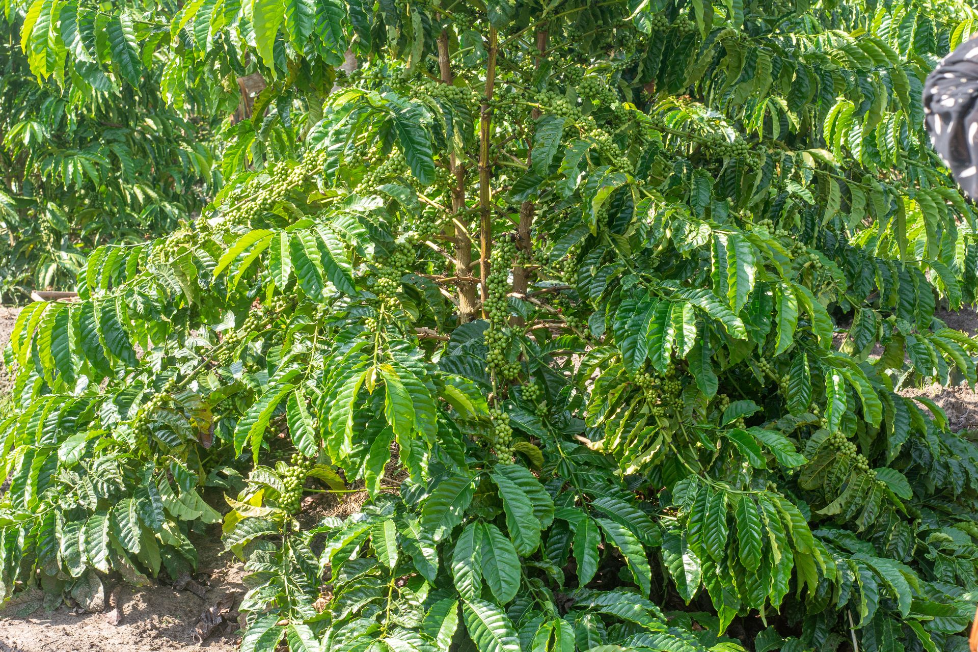 coffee-farming | NalubaleHoldings