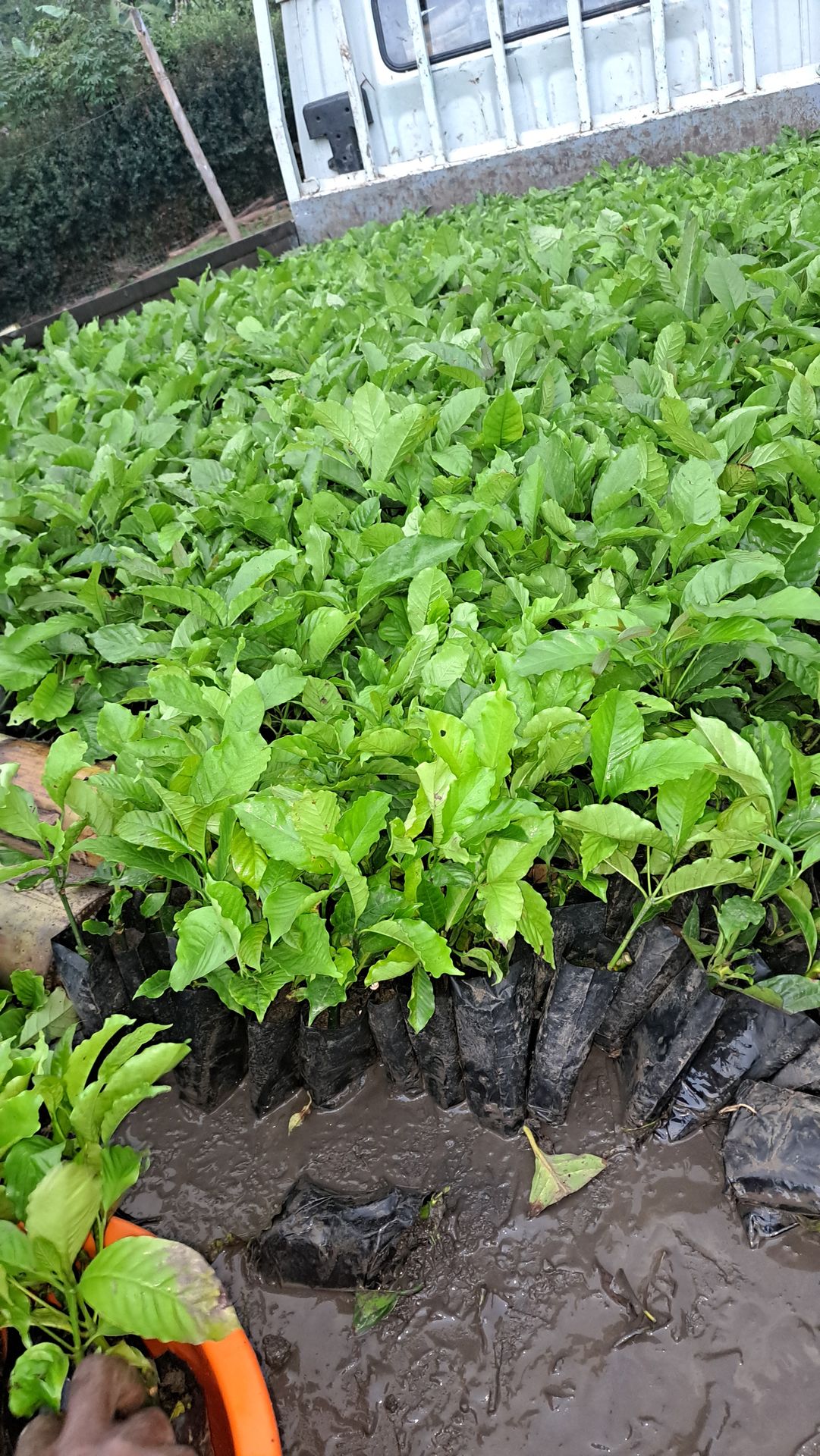coffee-nursery | NalubaleHoldings