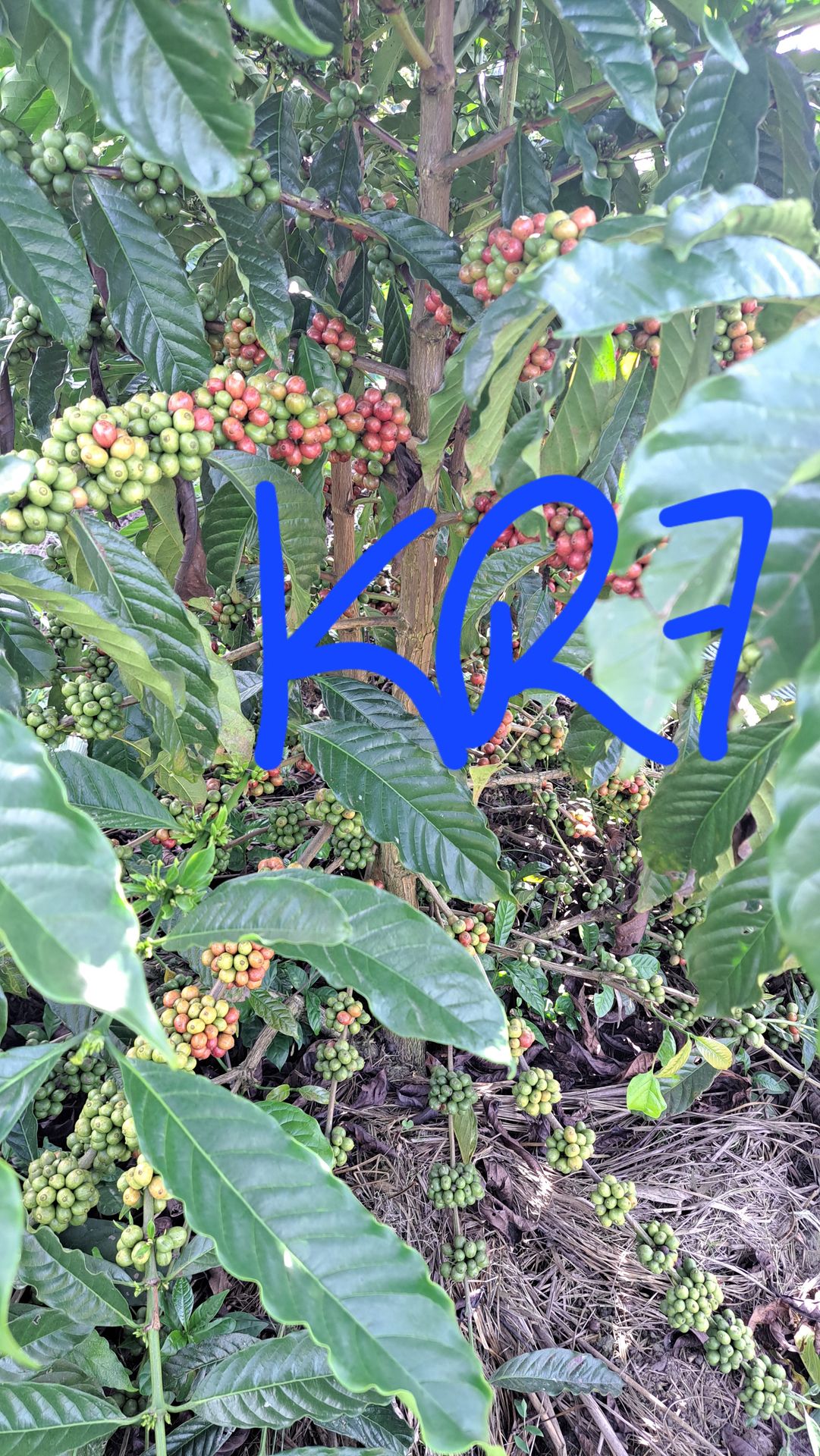 coffee-nursery | NalubaleHoldings